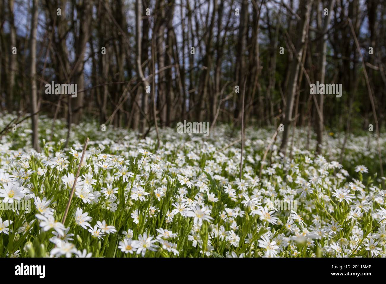 Green forest carpet hi-res stock photography and images - Alamy