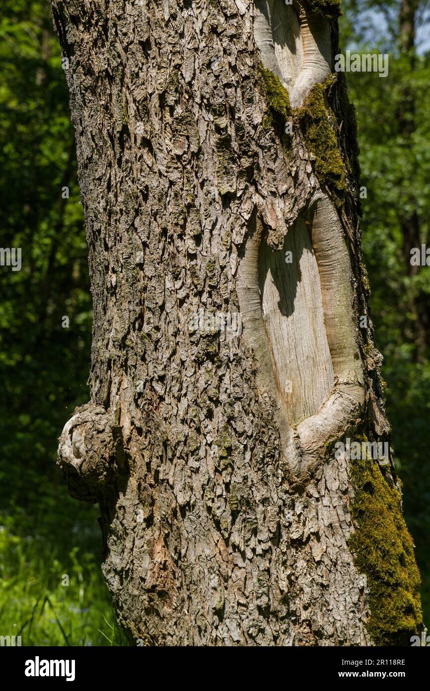 Old tree bark Stock Photo - Alamy