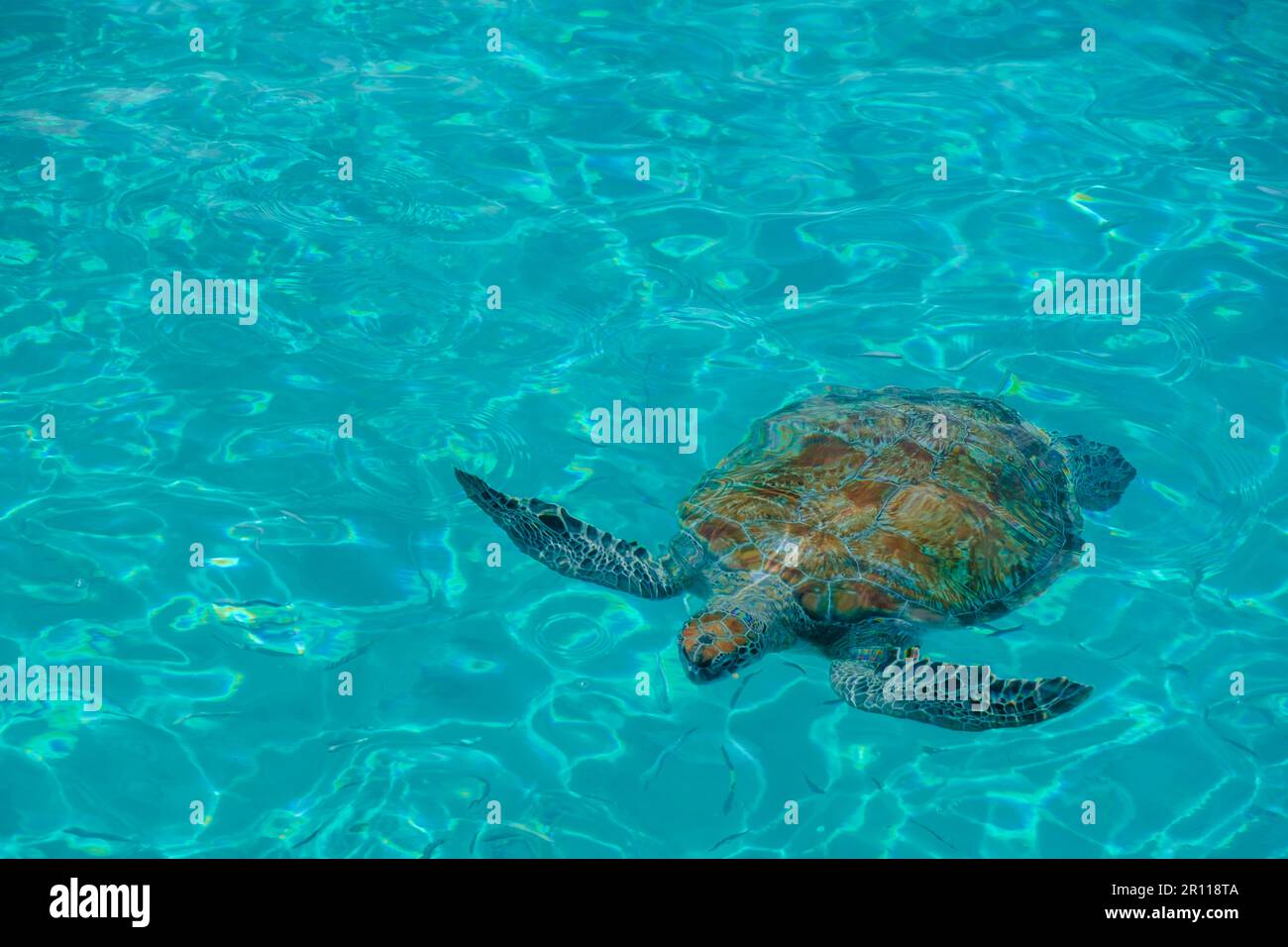 Sea turtles in Curacao island with clear water from above. Curacao ...