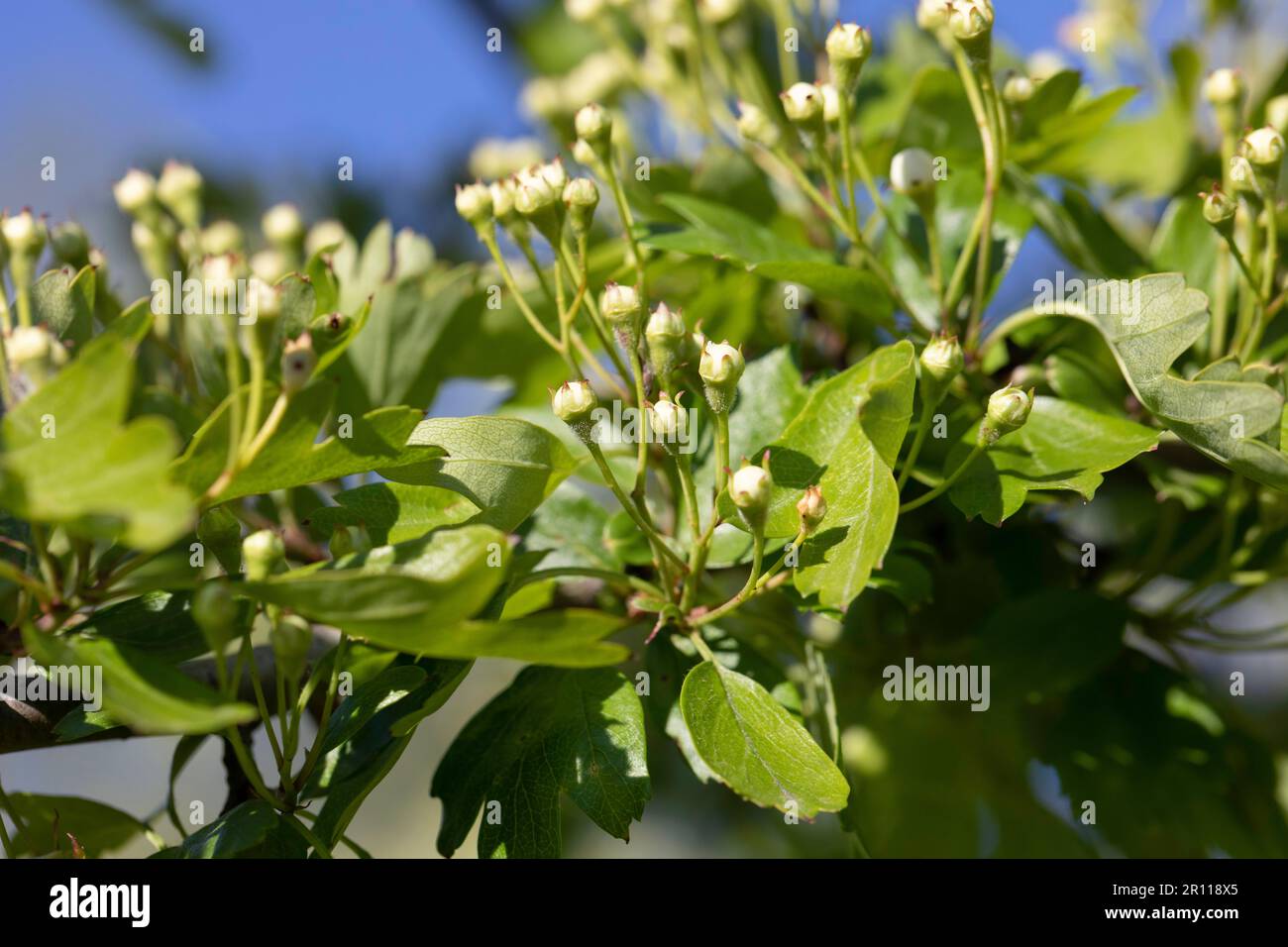 Spring - flowers, buds, young shoots of plants coming to life, a symbol ...