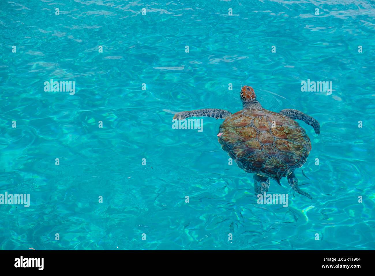 Sea turtles in Curacao island with clear water from above. Curacao ...