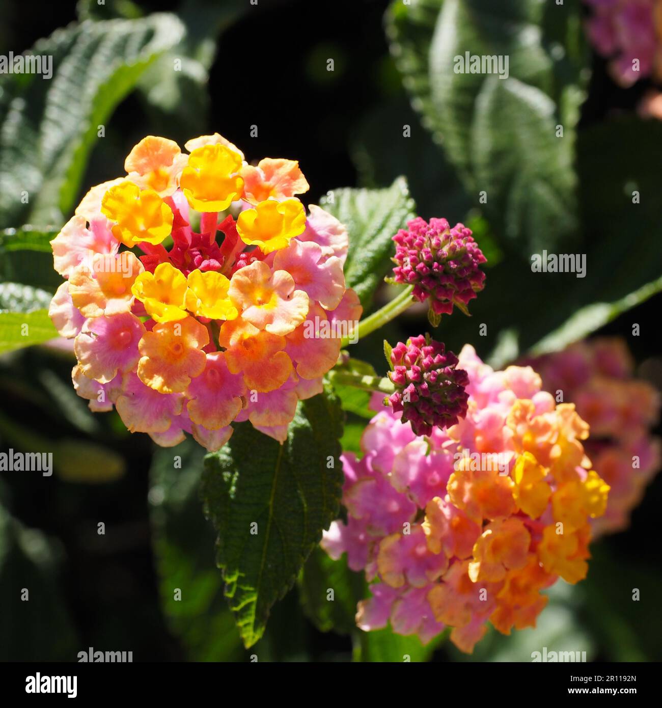 Shrub luck hi-res stock photography and images - Alamy