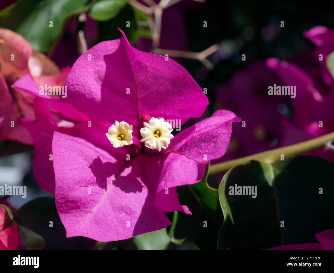 Vibrant pink Bougainvillea flowering in Marbella Stock Photo - Alamy