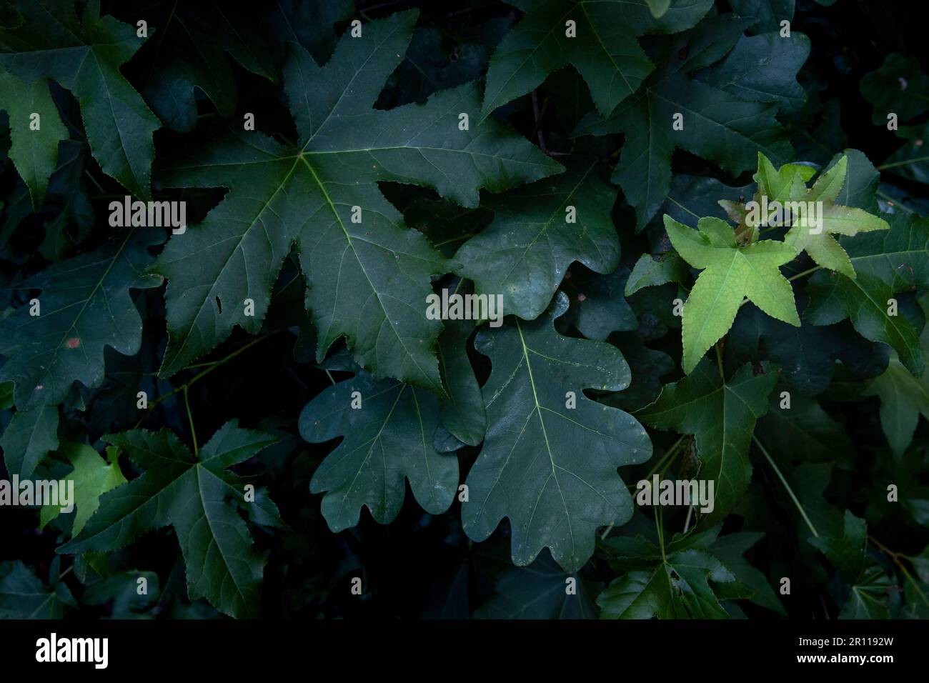 Maple oak leaves hi-res stock photography and images - Alamy