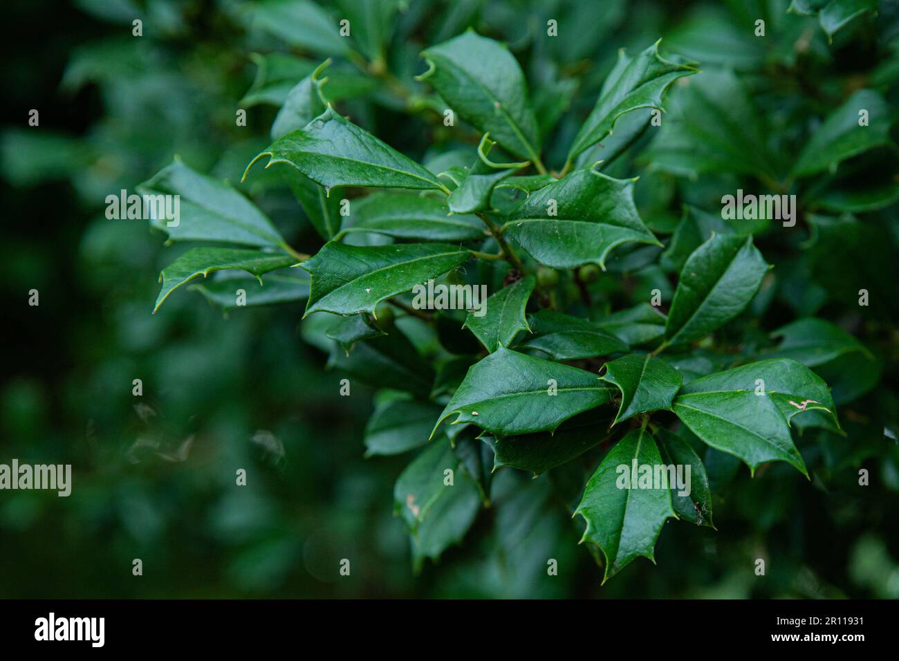 Holly tree garden hi-res stock photography and images - Alamy