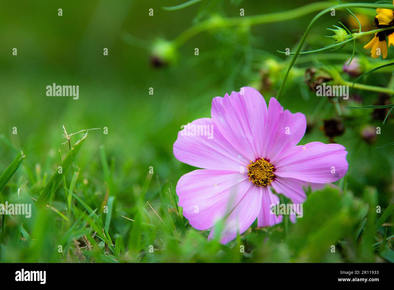 Spring cosmos hi-res stock photography and images - Alamy