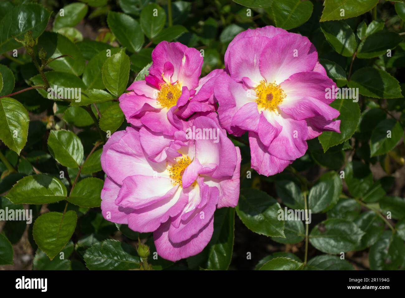 Cultivated Ornamental Dog Rose flowering in a garden in Kent Stock ...