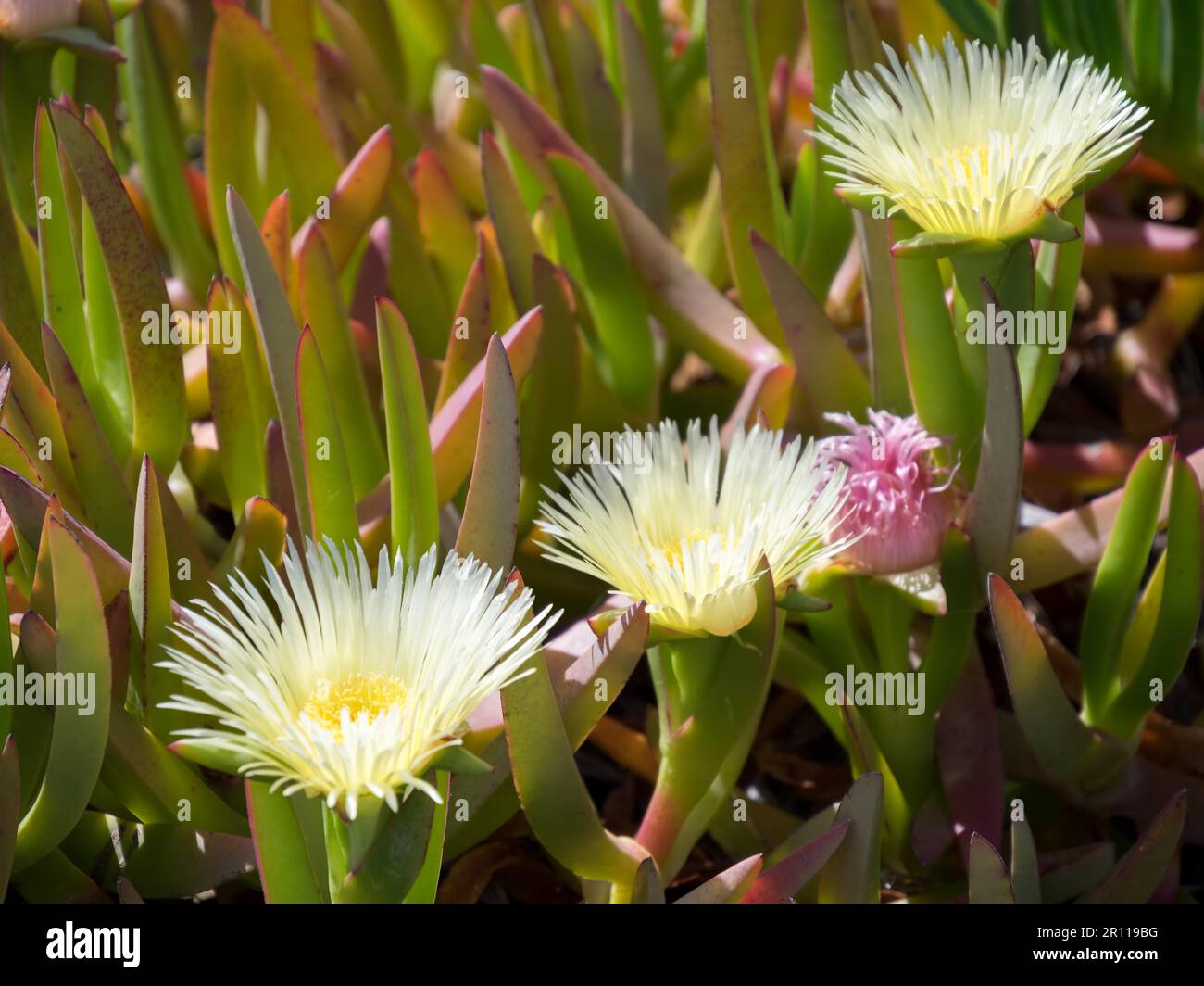 Costa del sol living hi-res stock photography and images - Alamy