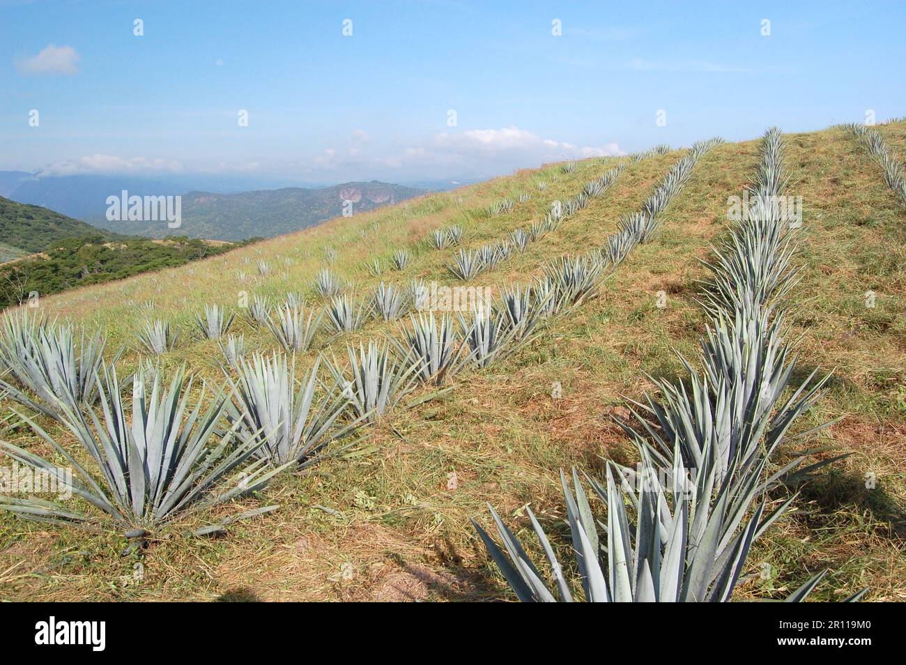 Agave Fields in the state of Jalisco, Mexico are Farmed for Making ...