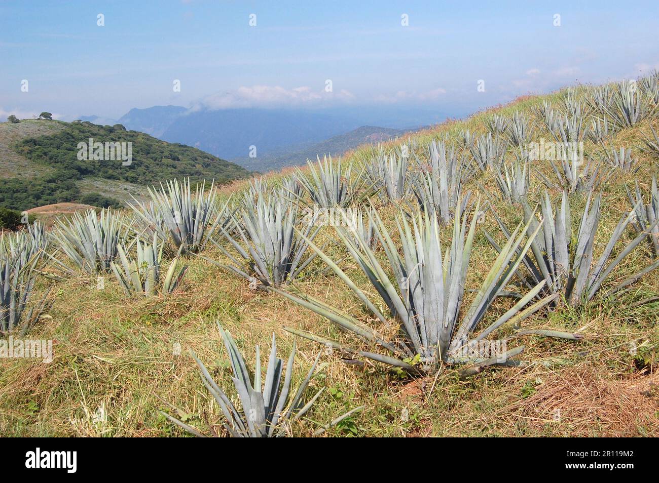 Agave Fields in the state of Jalisco, Mexico are Farmed for Making ...