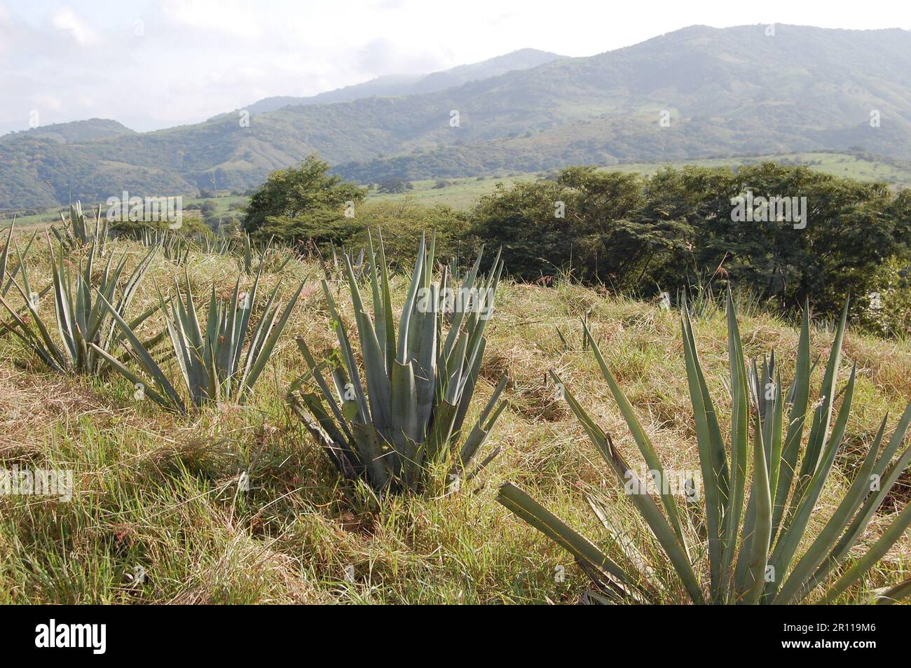 Agave Fields in the state of Jalisco, Mexico are Farmed for Making ...