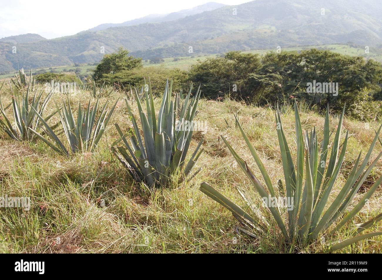 Agave Fields in the state of Jalisco, Mexico are Farmed for Making ...