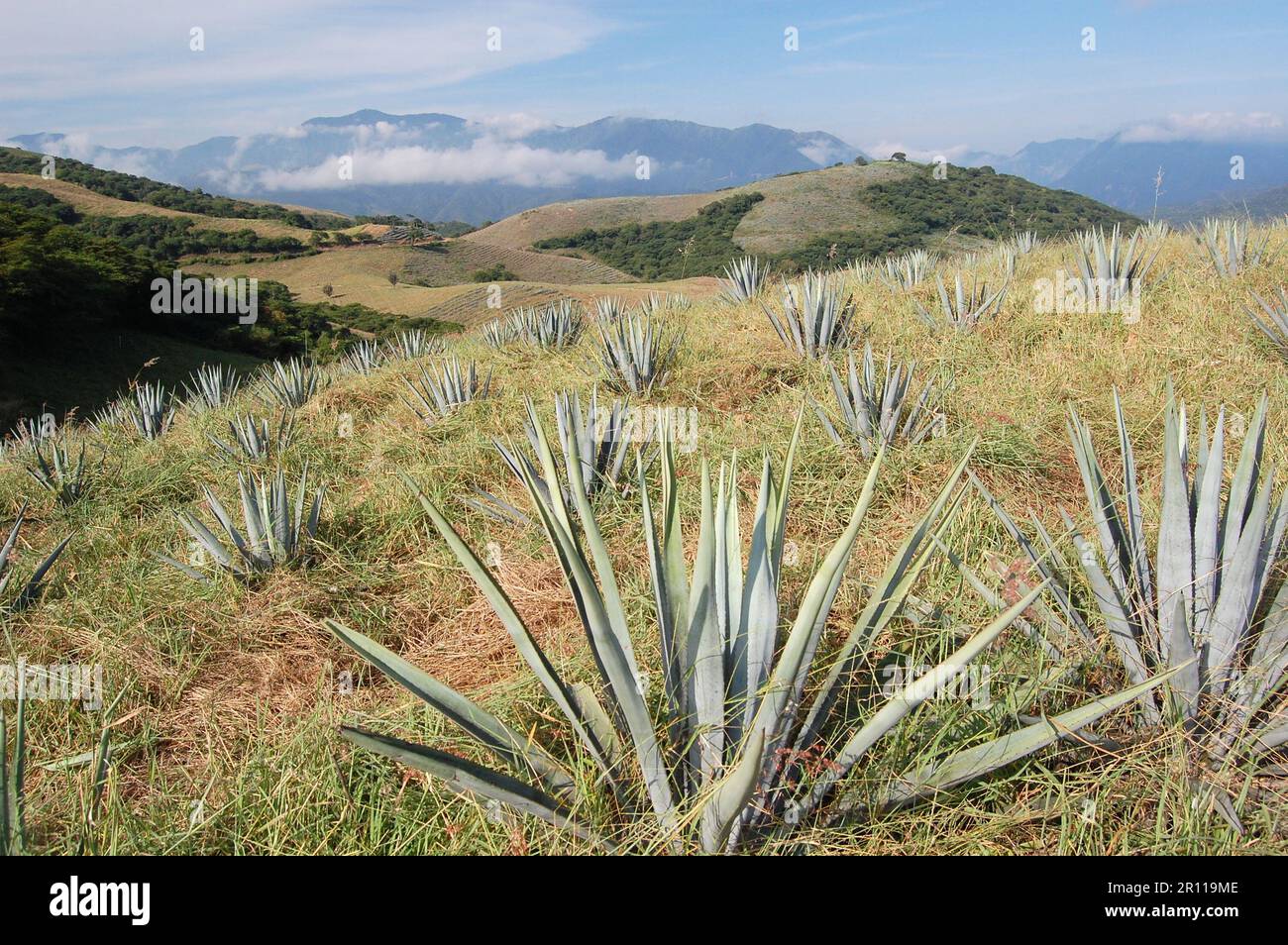 Agave Fields in the state of Jalisco, Mexico are Farmed for Making ...