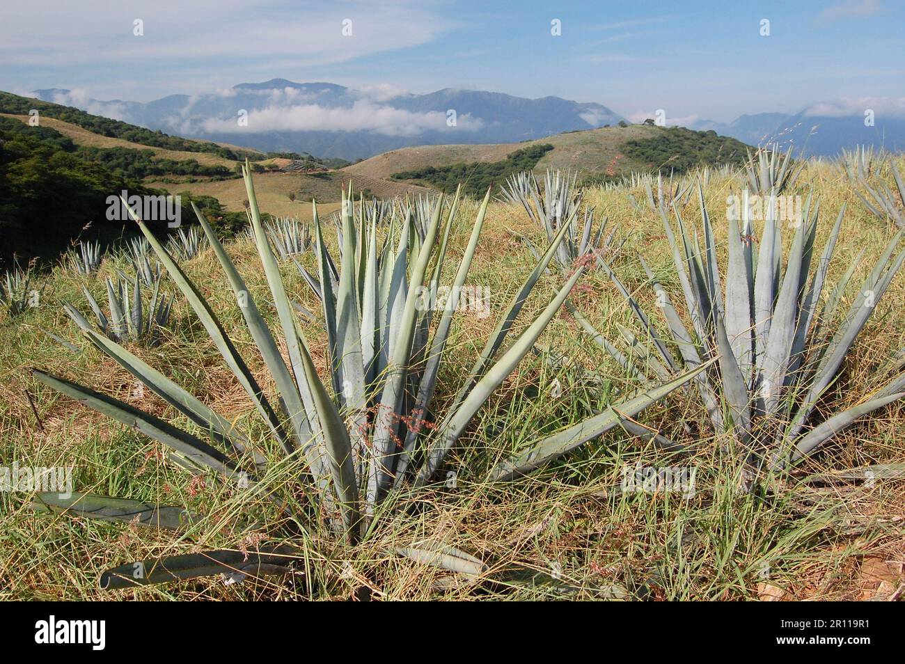 Agave Fields in the state of Jalisco, Mexico are Farmed for Making ...
