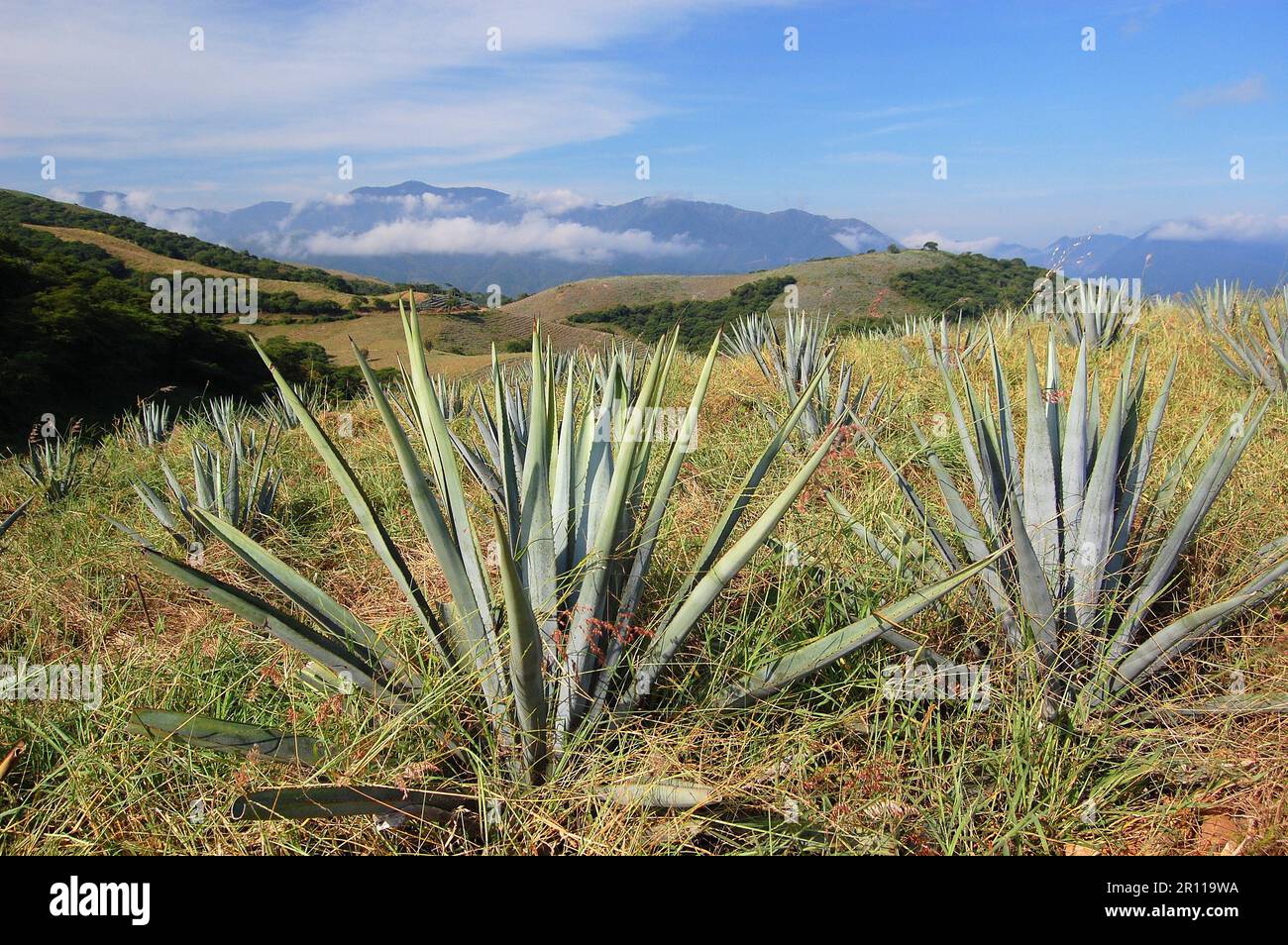 Agave Fields in the state of Jalisco, Mexico are Farmed for Making ...