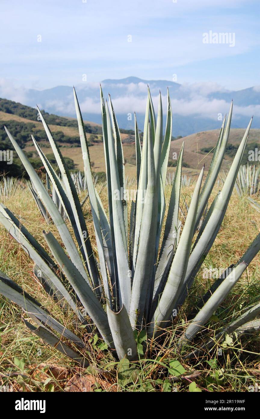 Agave Fields in the state of Jalisco, Mexico are Farmed for Making ...