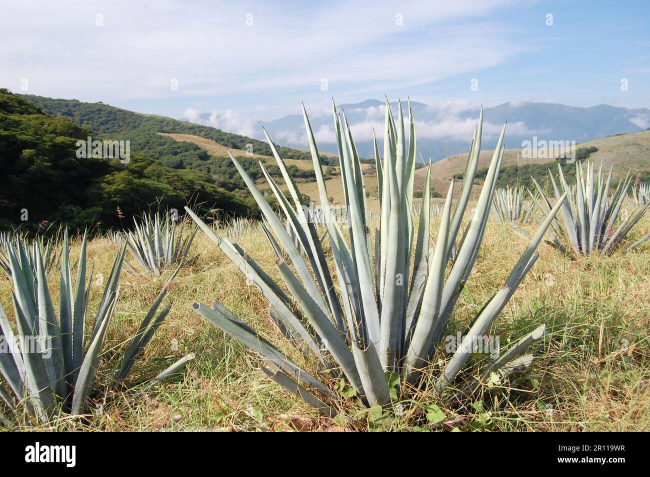 Agave Fields in the state of Jalisco, Mexico are Farmed for Making ...