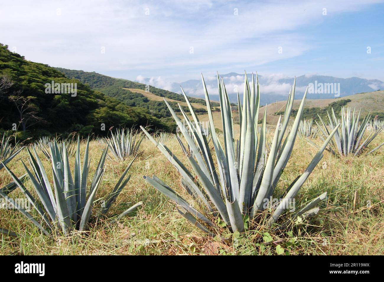 Agave Fields in the state of Jalisco, Mexico are Farmed for Making ...