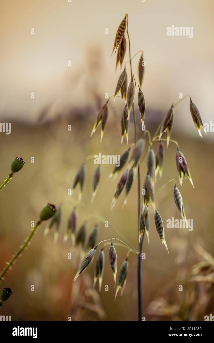 Coose Up of Oat plants on the acre in early Summer Stock Photo - Alamy