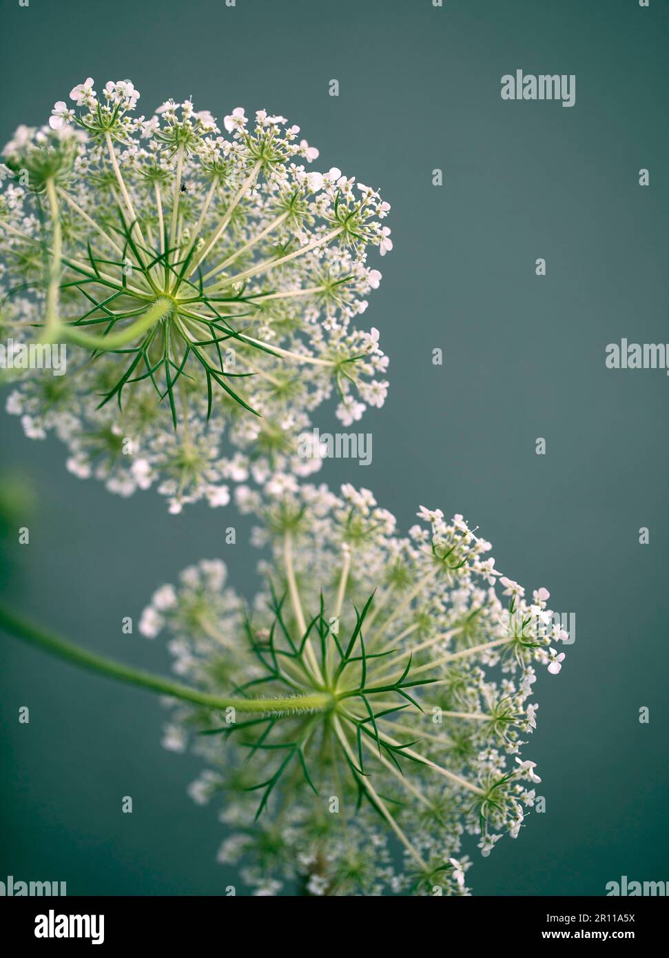 Close Up of Fragile Dill Umbels on Summer Meadow on a sunny day Stock ...