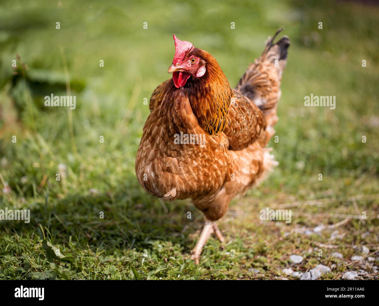 Chicken on the Farm in Summer on the Grass Outdoors Stock Photo - Alamy