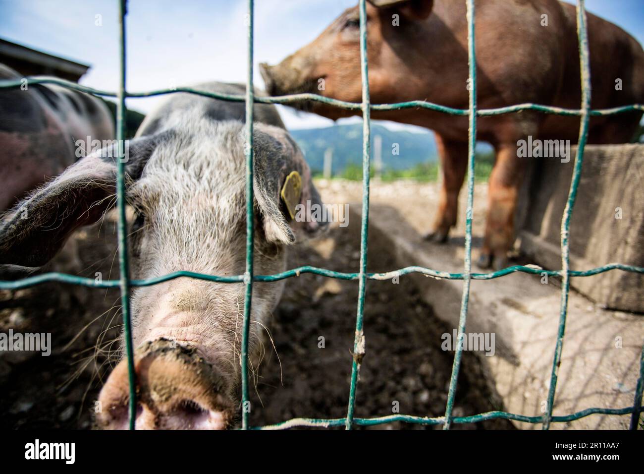Pigs on the Farm in the Alps in an Outdoor Pigpen Stock Photo - Alamy
