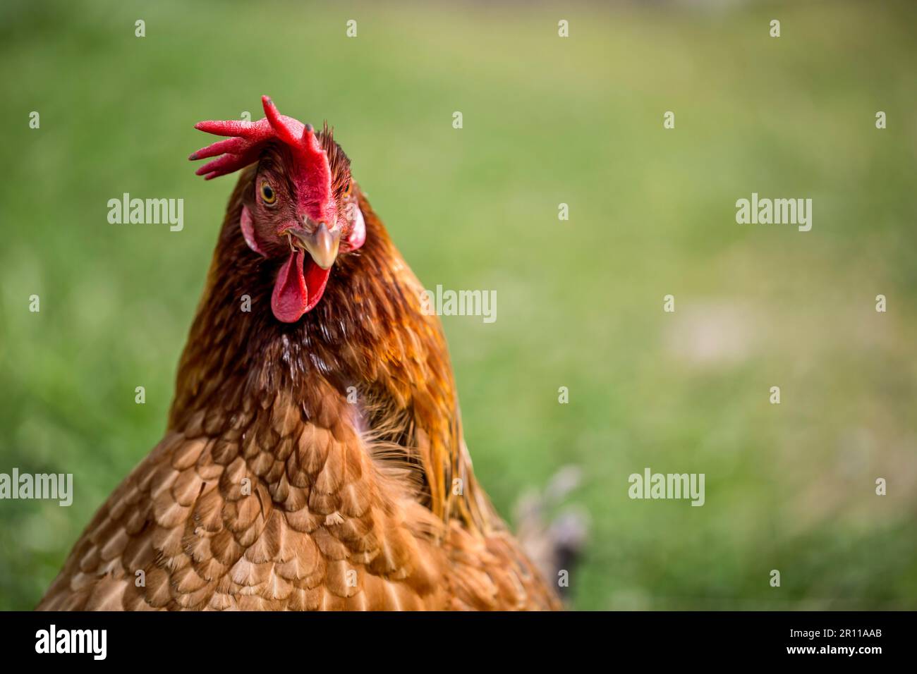 Chicken farm building hi-res stock photography and images - Alamy