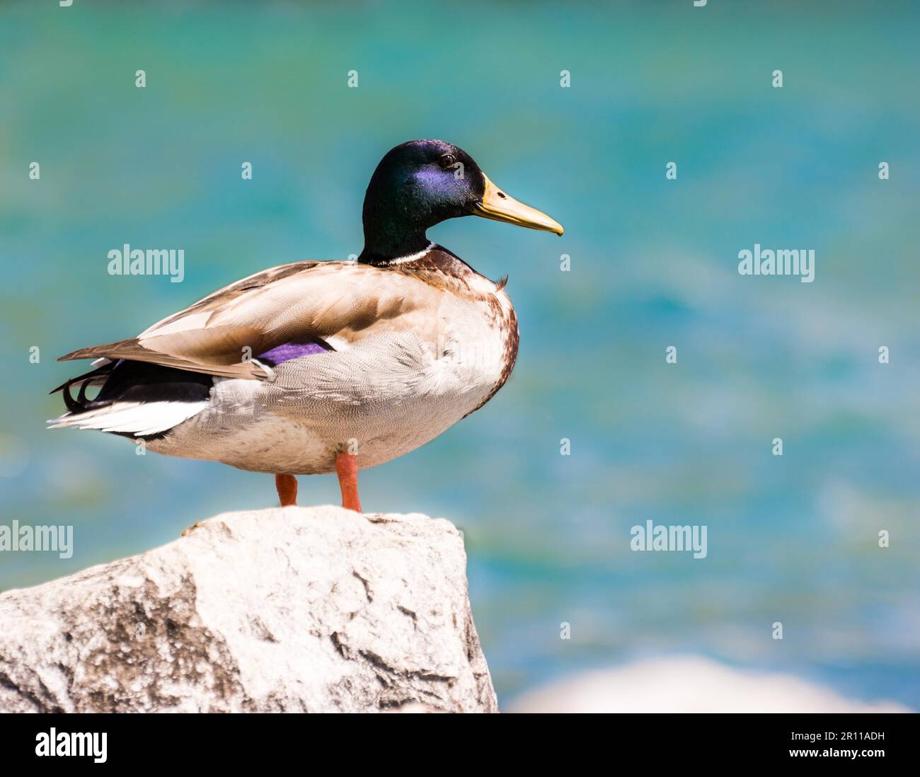 Duck rock hi-res stock photography and images - Alamy