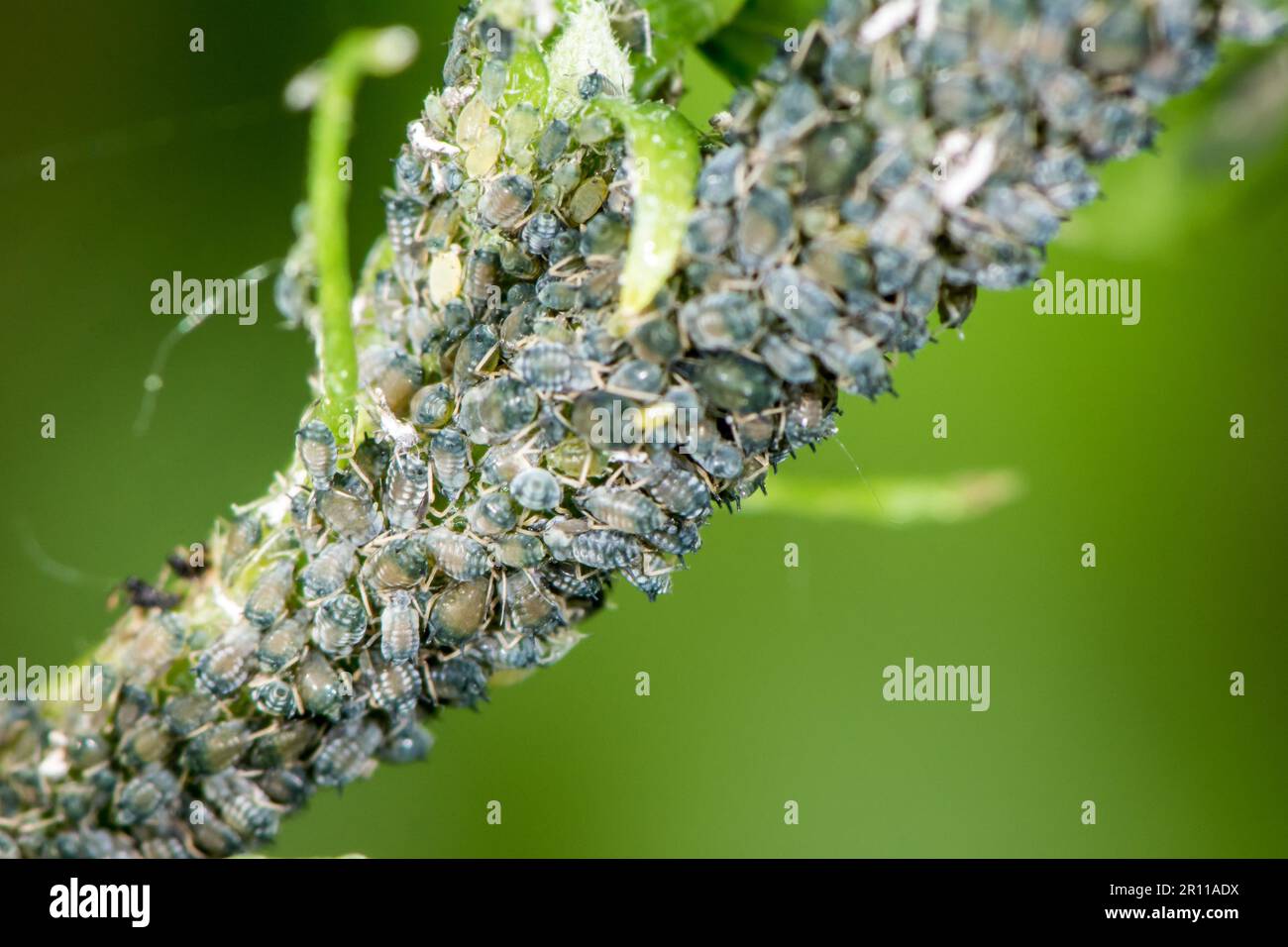 Stem of a flower full of lice Stock Photo - Alamy