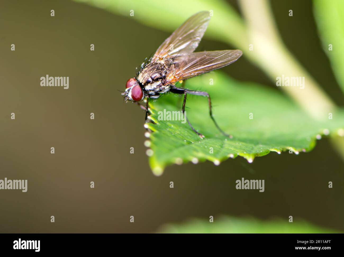 House fly close up macro hi-res stock photography and images - Alamy