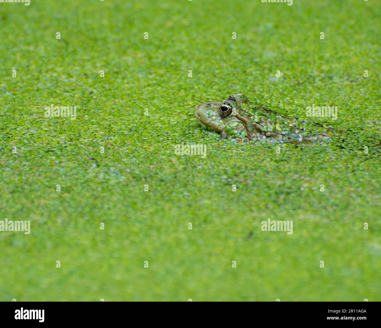 Green frog hidden in duckweed Stock Photo - Alamy