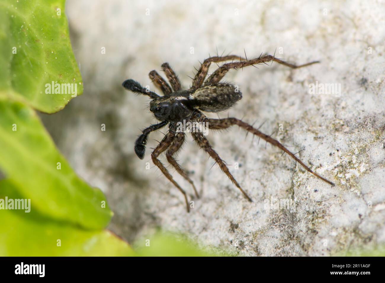 Small black spider hi-res stock photography and images - Alamy