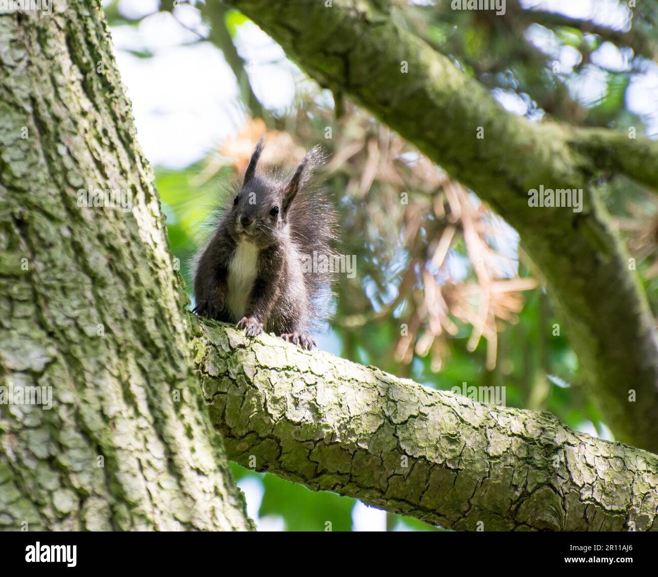 Squirrel hiding at the branch of a tree Stock Photo - Alamy