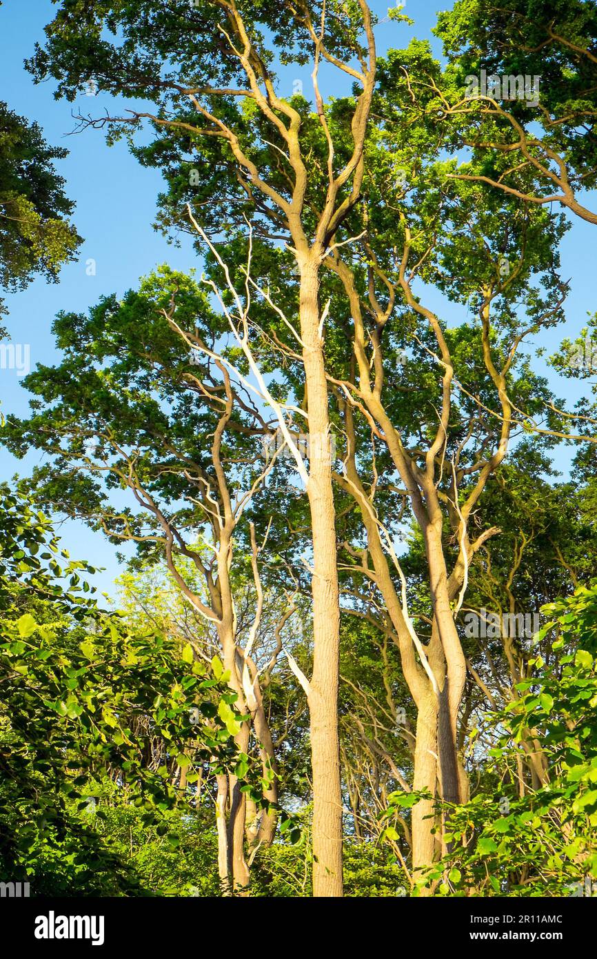 High tree treetop hi-res stock photography and images - Alamy