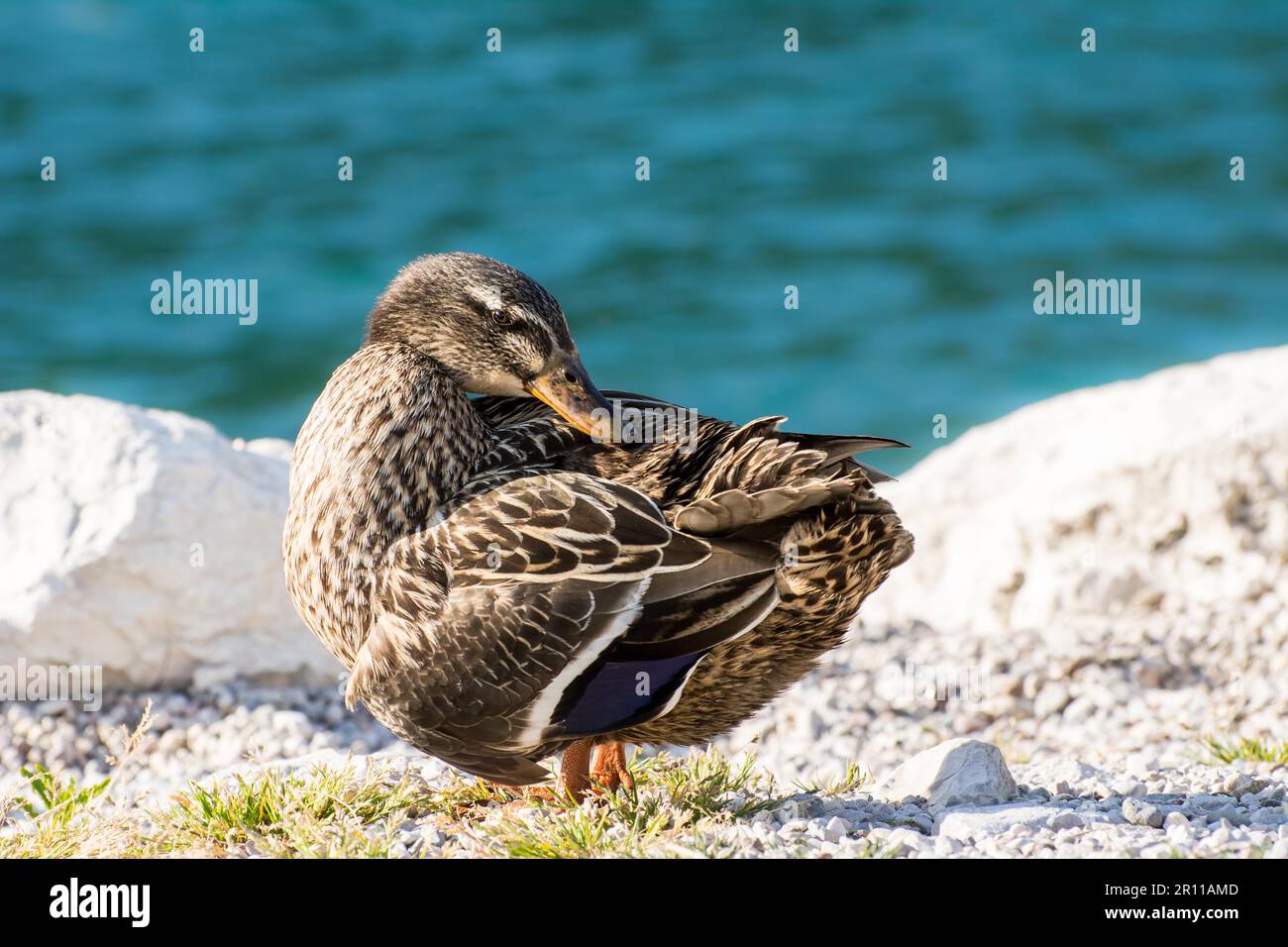 Female duck cleaning its feathers Stock Photo - Alamy