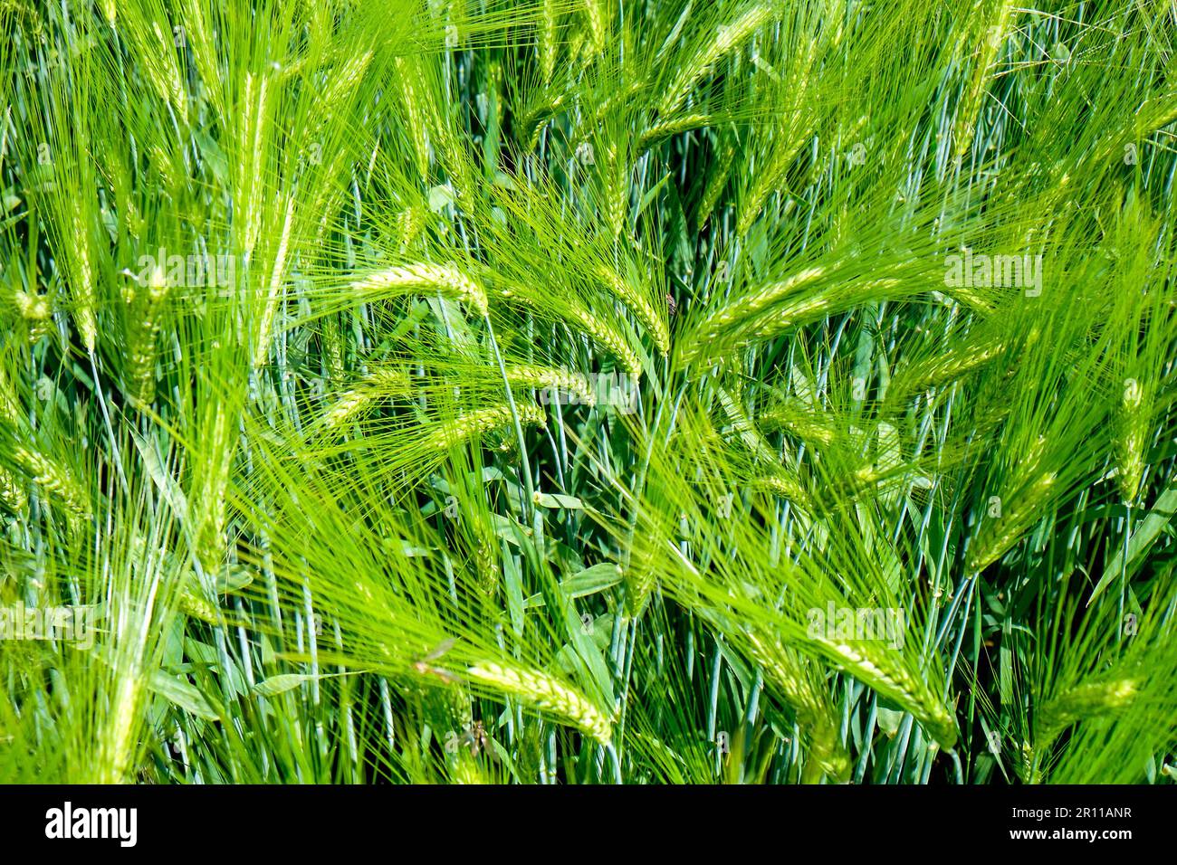 Fresh varieties hi-res stock photography and images - Alamy