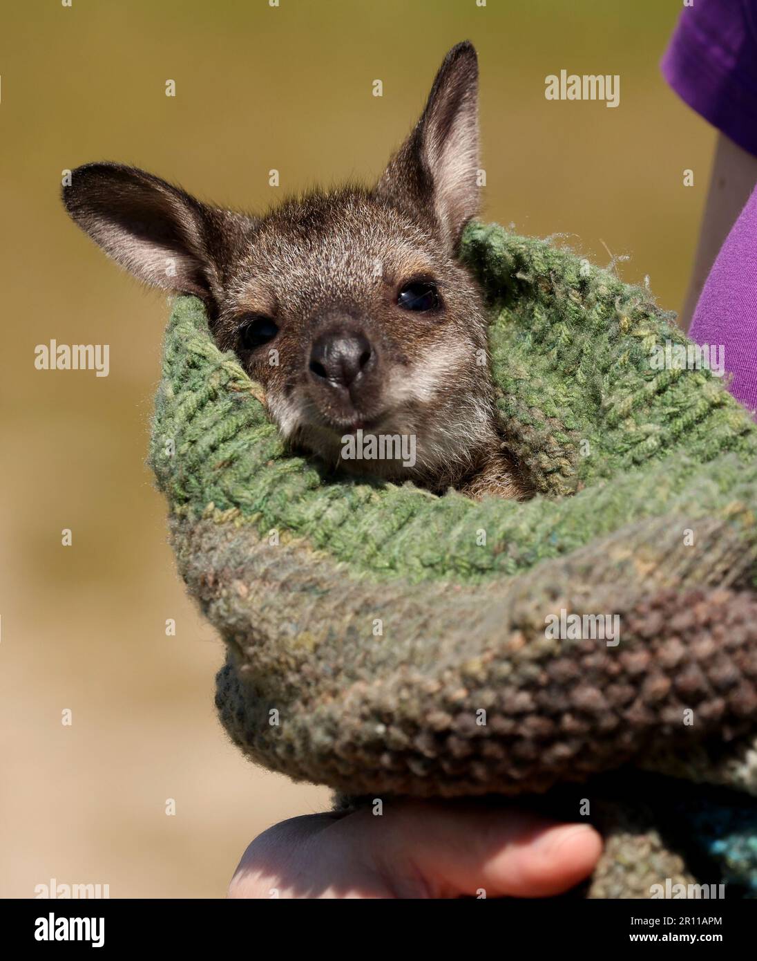 Surrogate mother animal hi-res stock photography and images - Alamy