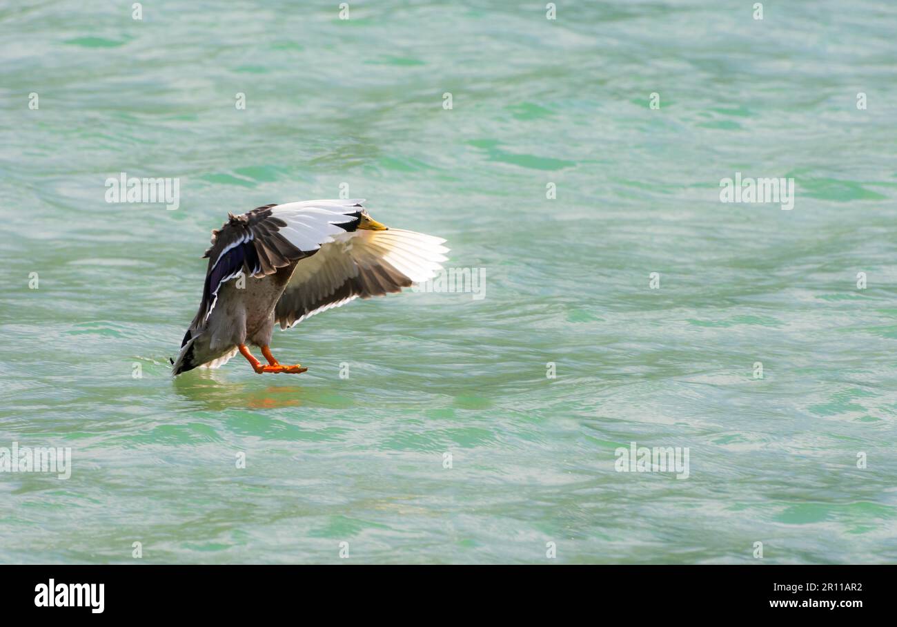 Landing by the water hi-res stock photography and images - Alamy