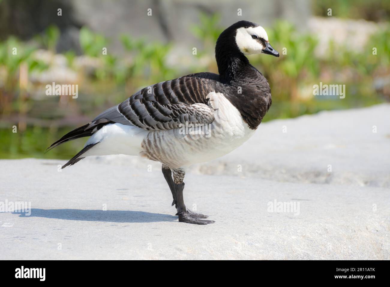 A black and white barnacle goose Stock Photo - Alamy