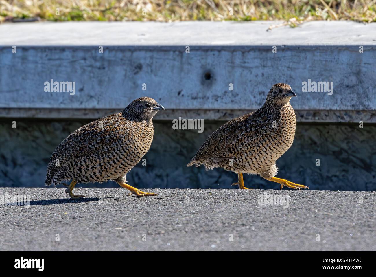 Australian Brown Quail walking along road Stock Photo - Alamy