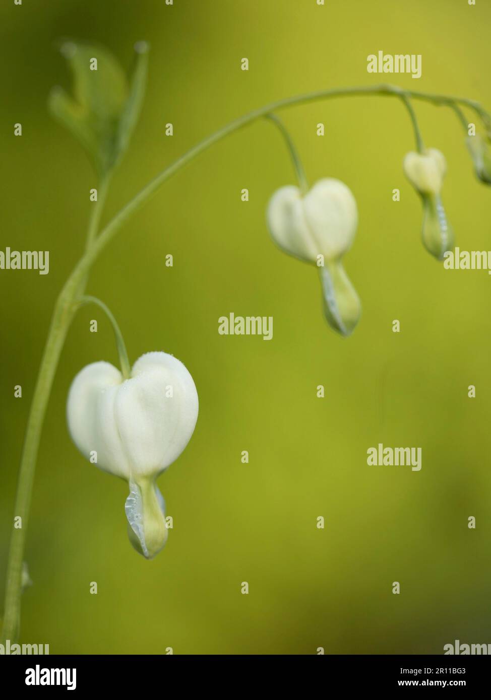 Lamprocapnos spectabilis 'Alba' (Synonym - Dicentra spectabilis 'Alba ...