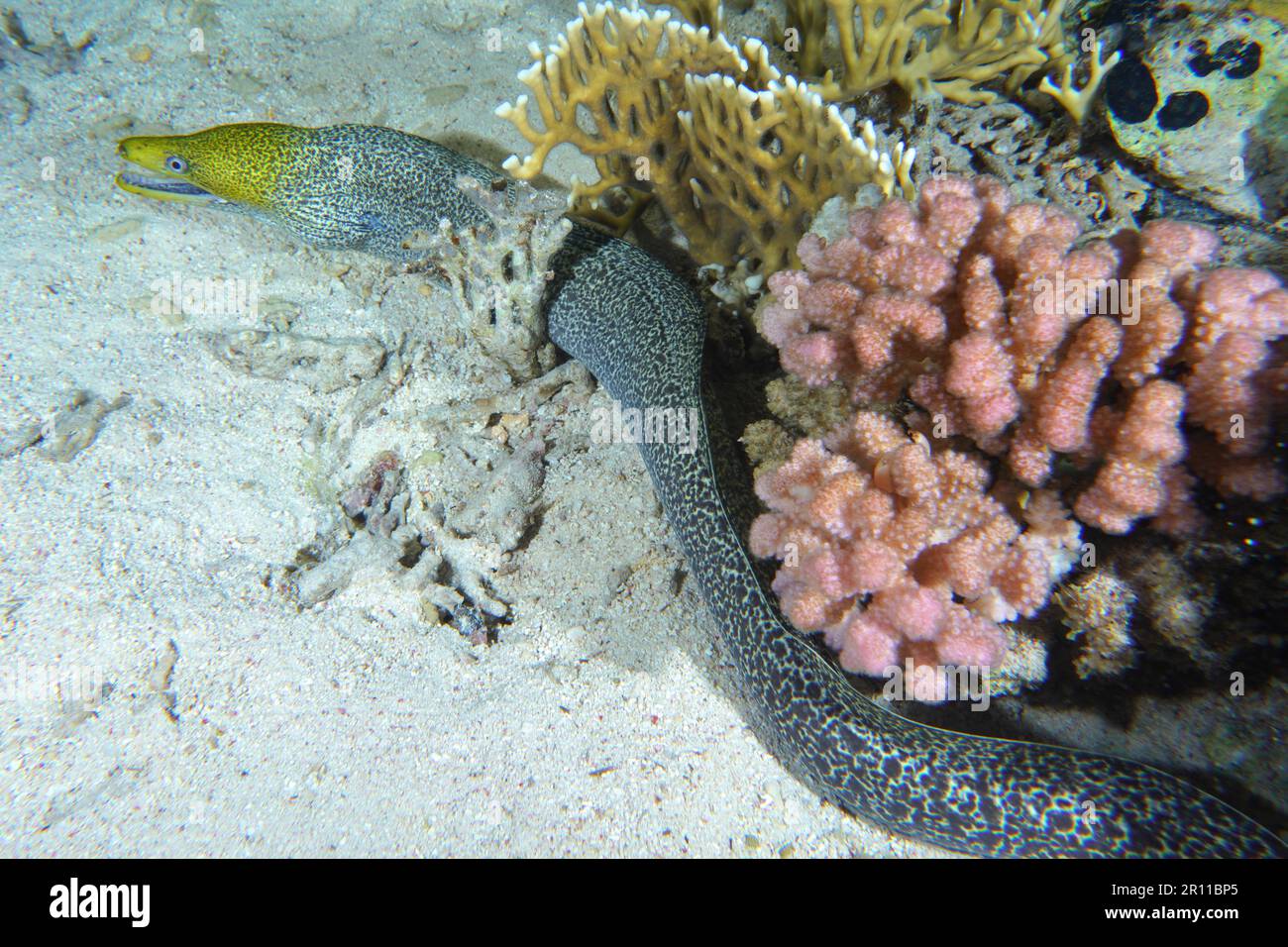 Free-swimming undulated moray (Gymnothorax undulatus) at night. Dive ...