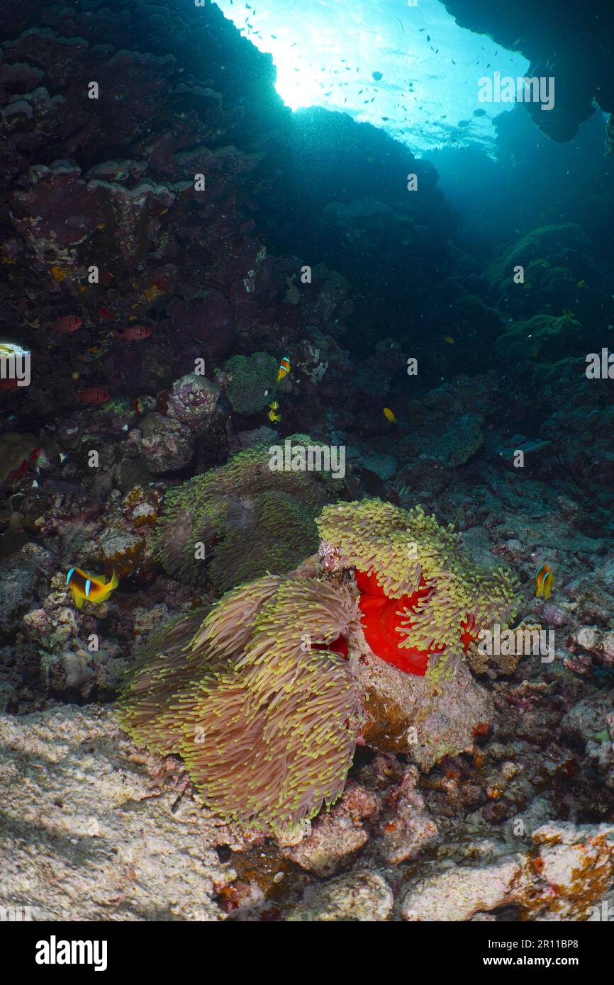 Magnificent sea anemone (Heteractis magnifica) and red sea clownfishes ...