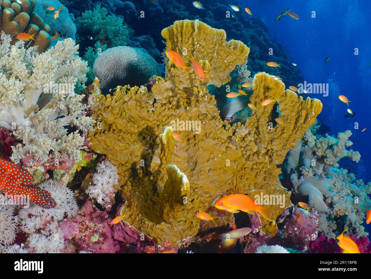 Blade firel coral (Millepora platyphylla) and group of sea goldie ...