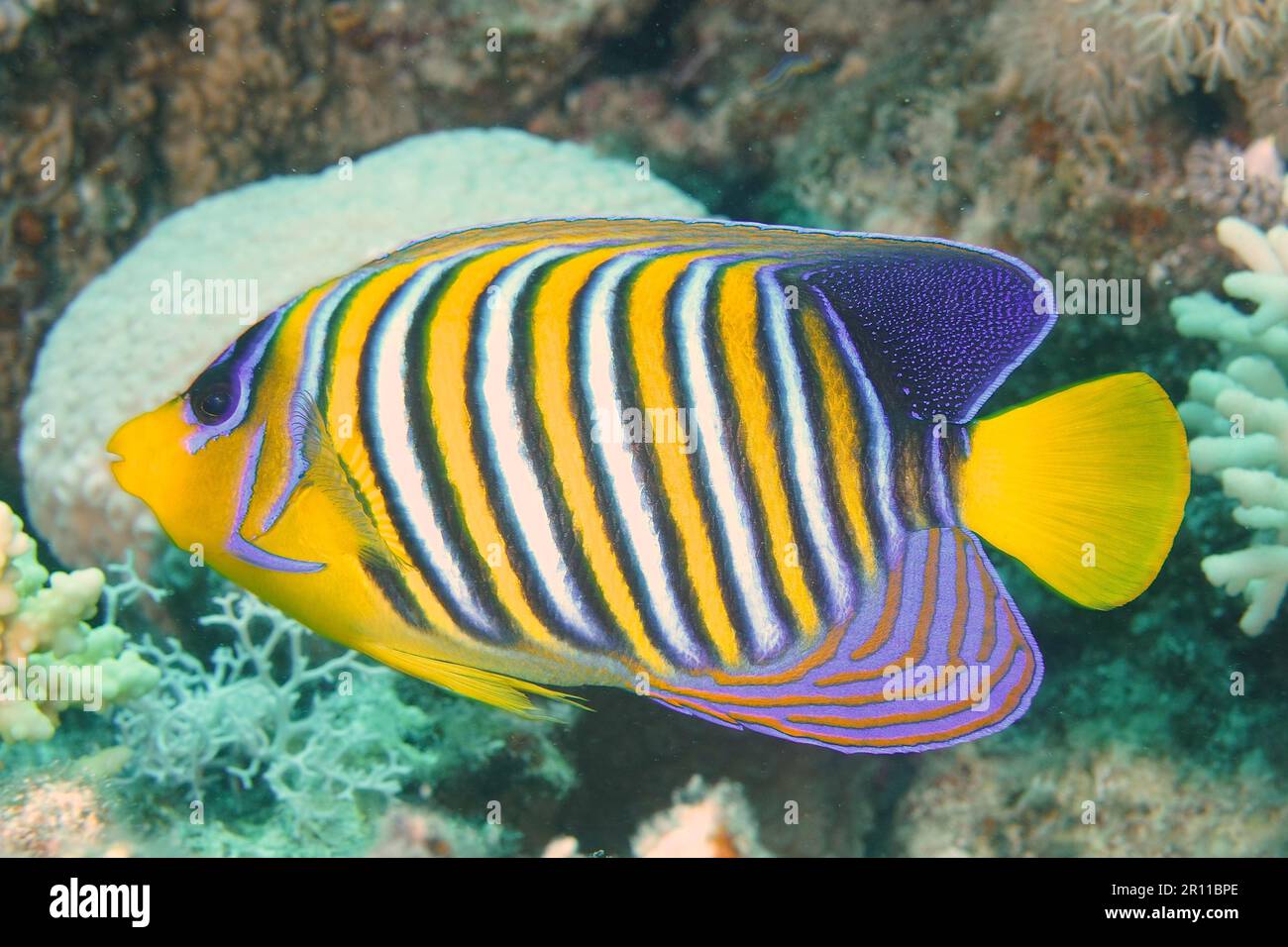 Royal angelfish (Pygoplites diacanthus), House Reef dive site, Mangrove ...