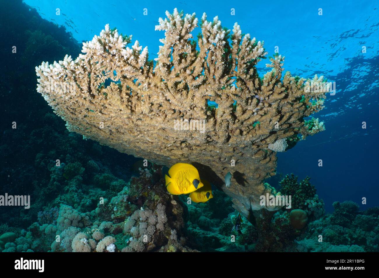 Pharaoh's antler coral (Acropora pharaonis) from below, pair of ...