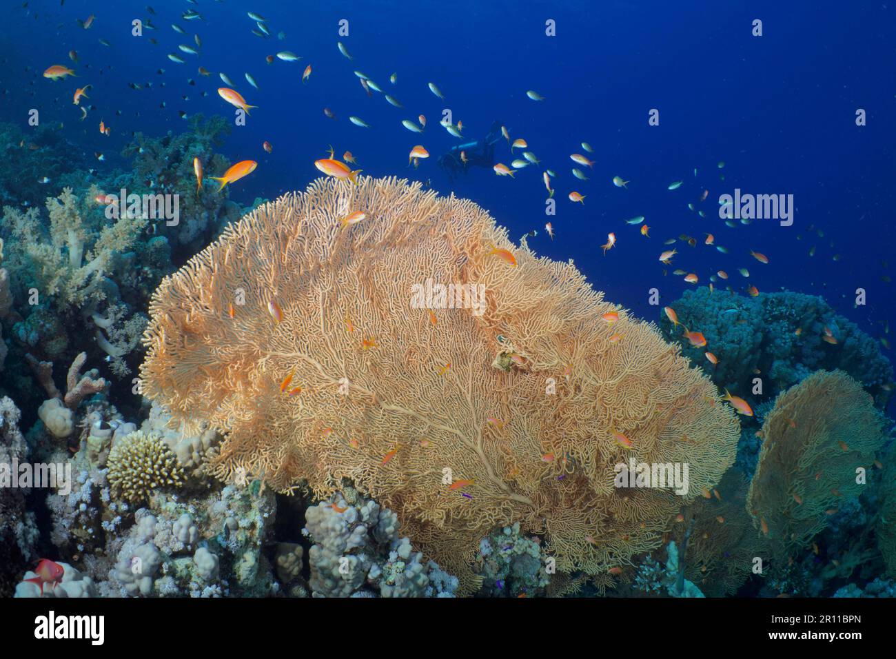 Giant sea fan (Annella mollis) and group of sea goldie (Pseudanthias ...