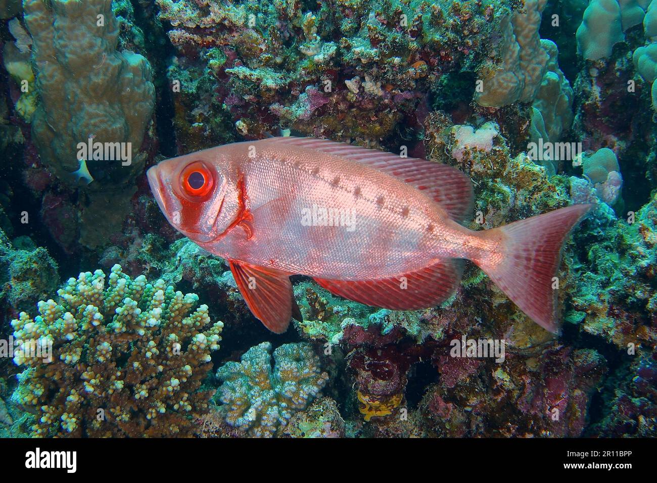 Common bigeye (Priacanthus hamrur), Marsa Shona Reef dive site, Egypt ...