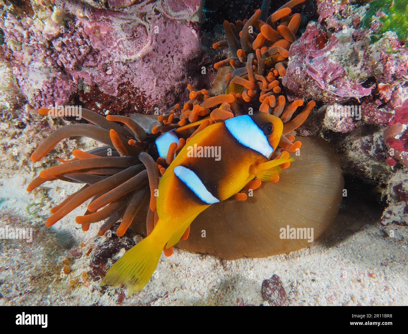 Pair of red sea clownfish (Amphiprion bicinctus) in its splendour ...