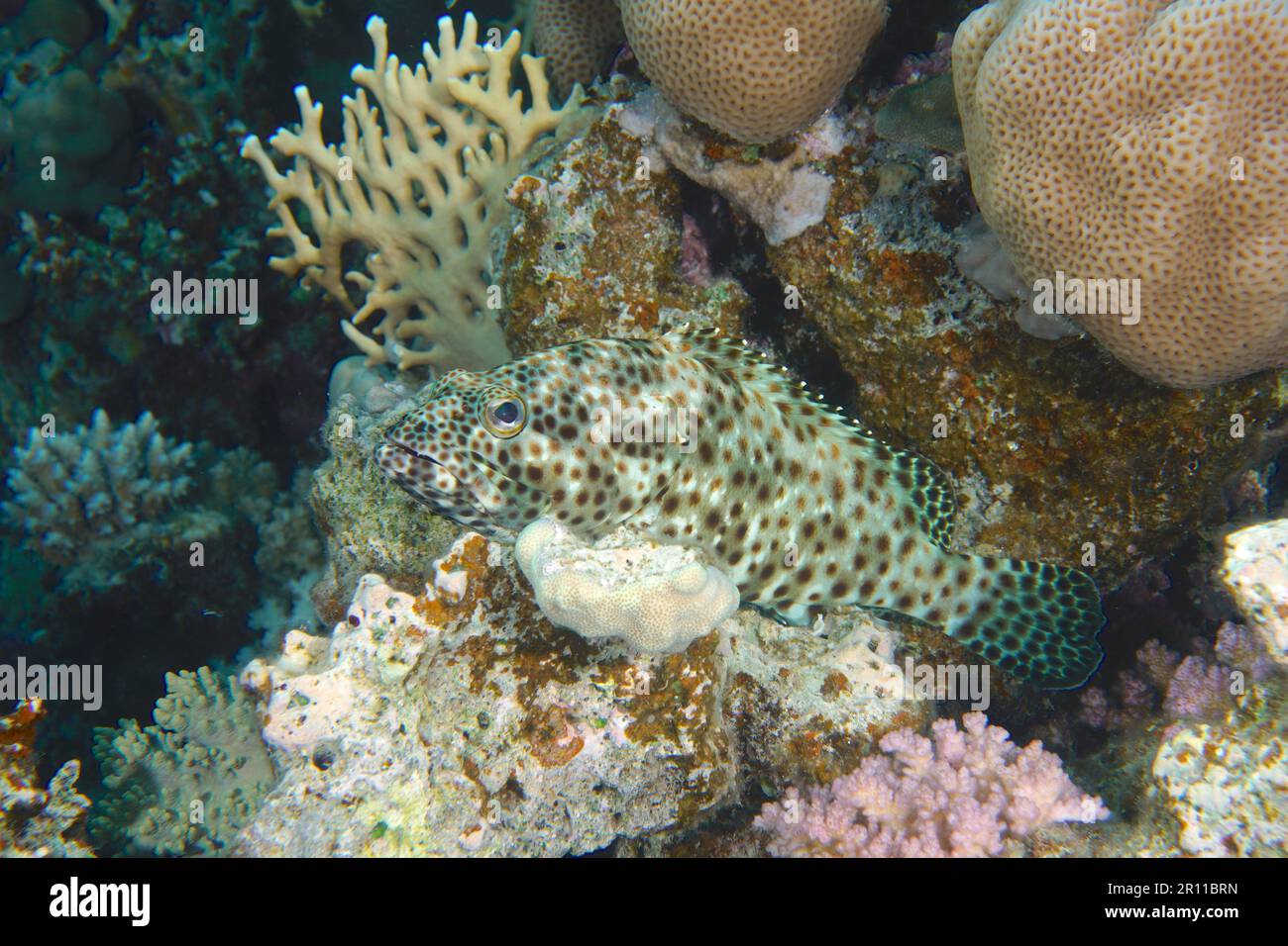 Greasy grouper (Epinephelus tauvina) in front of stony corals, House ...